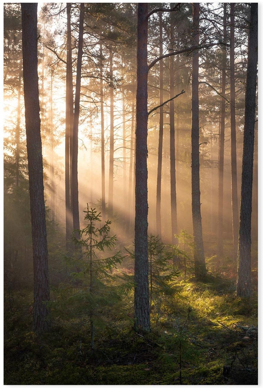 Sunshine Forest , By Christian Lindsten |Wall Art Print Framed Canvas