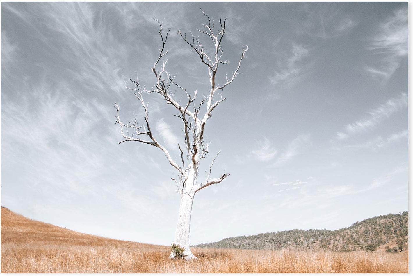 Ancient Tree, Darlington, South East Queensland, By Kellie Morris,Wall