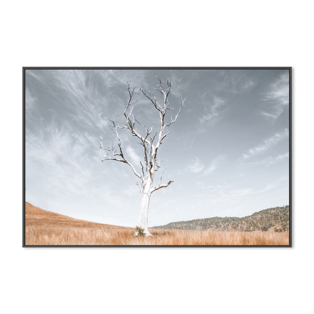 Ancient Tree, Darlington, South East Queensland, By Kellie Morris ...