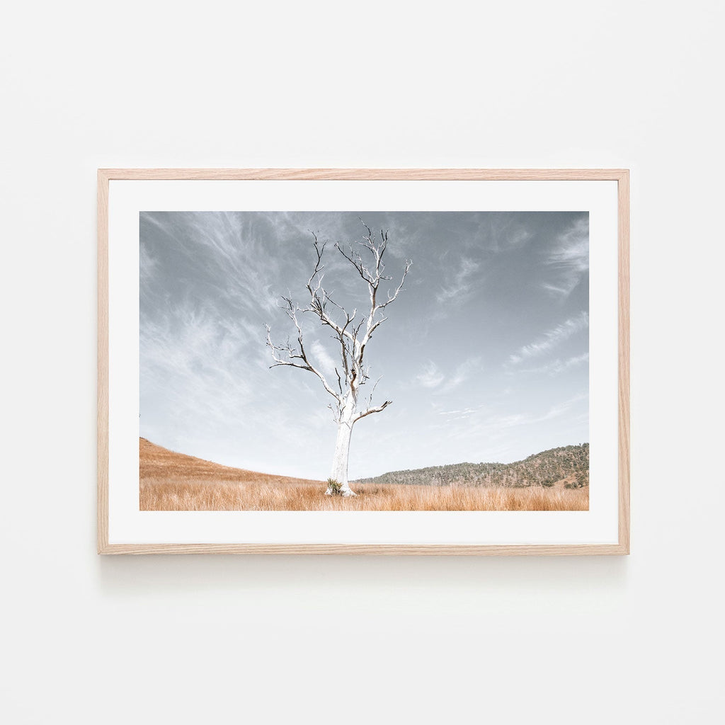 Ancient Tree, Darlington, South East Queensland, By Kellie Morris ...
