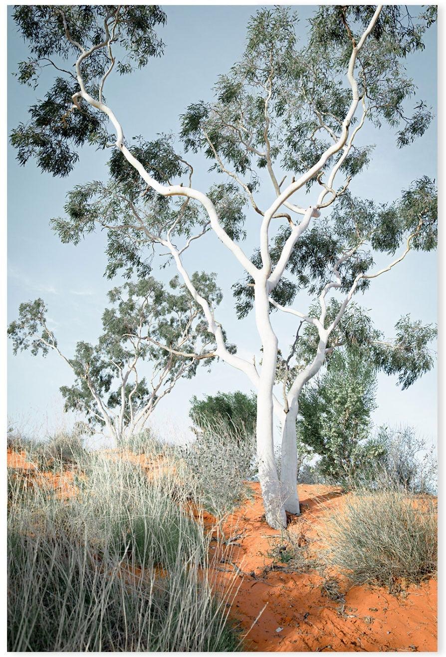 Australian Gum Tree |Wall Art Print Framed Canvas Poster