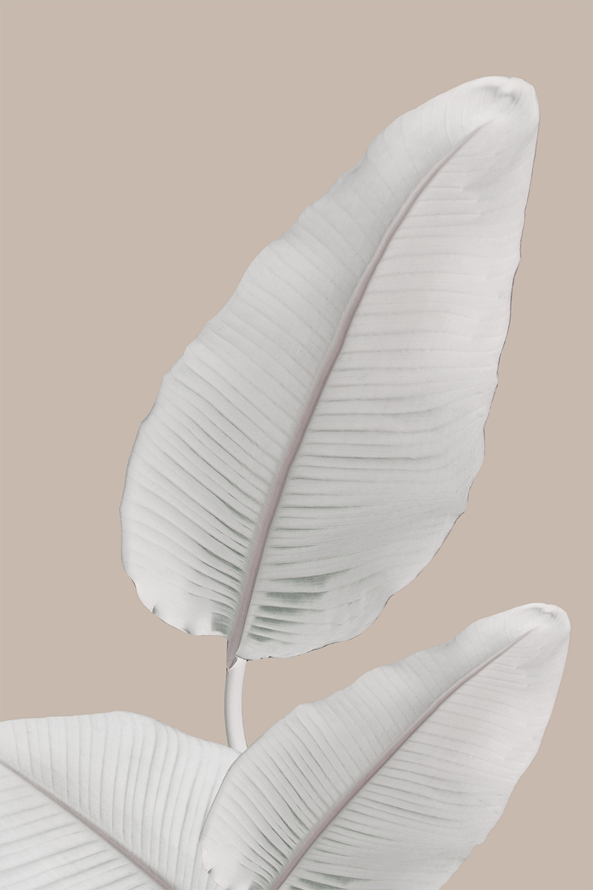 Blush Paradise, Style B , By Danny Singh |Wall Art Print Framed Canvas