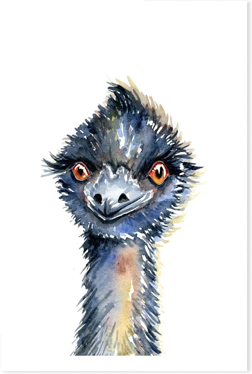 Emu , By Jessie Mitchelson |Wall Art Print Framed Canvas Poster