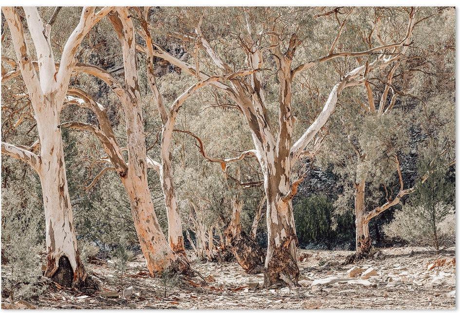 Gum Tree Forest,Wall Art Canvas Print, Poster,Range of Sizes