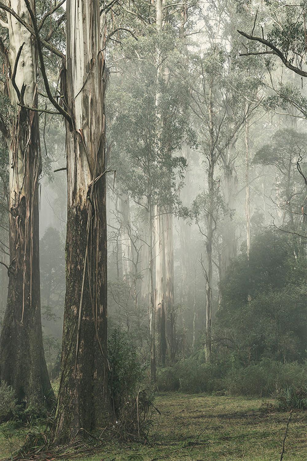 Gum Tree Forest on a Foggy Winter Day, Whist , By Andrew