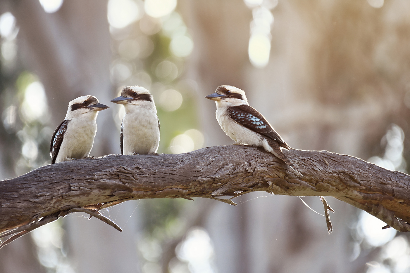 Kevin, Garry and Wally , By Belinda Gerace,Wall Art Canvas Print,