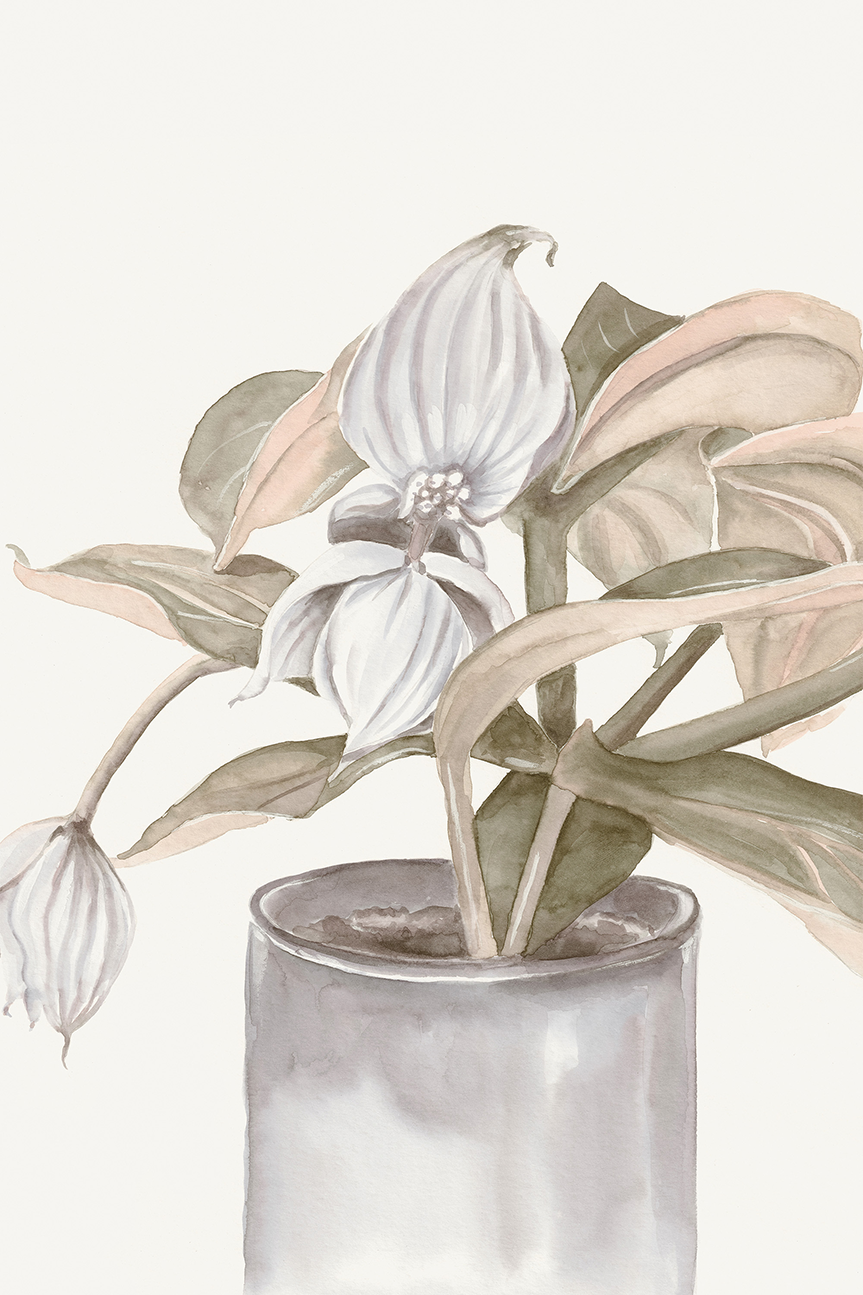 Medinilla Magnifica,Wall Art Canvas Print, Poster,Range of Sizes