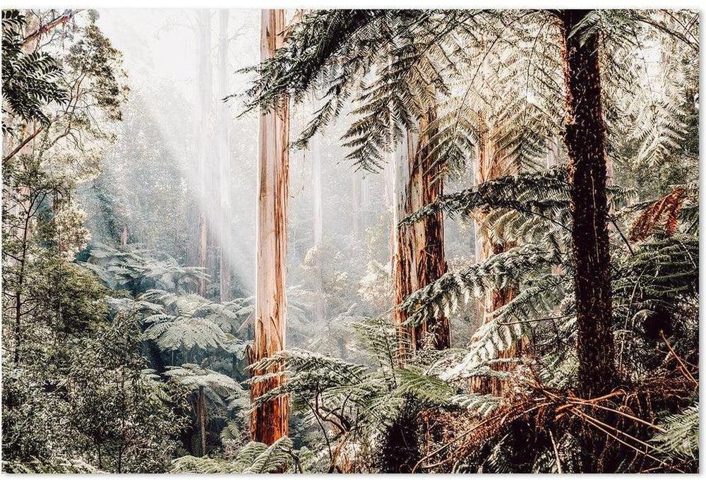 Native Australian Rainforest - Eucalyptus Trees And Ferns |Wall Art ...