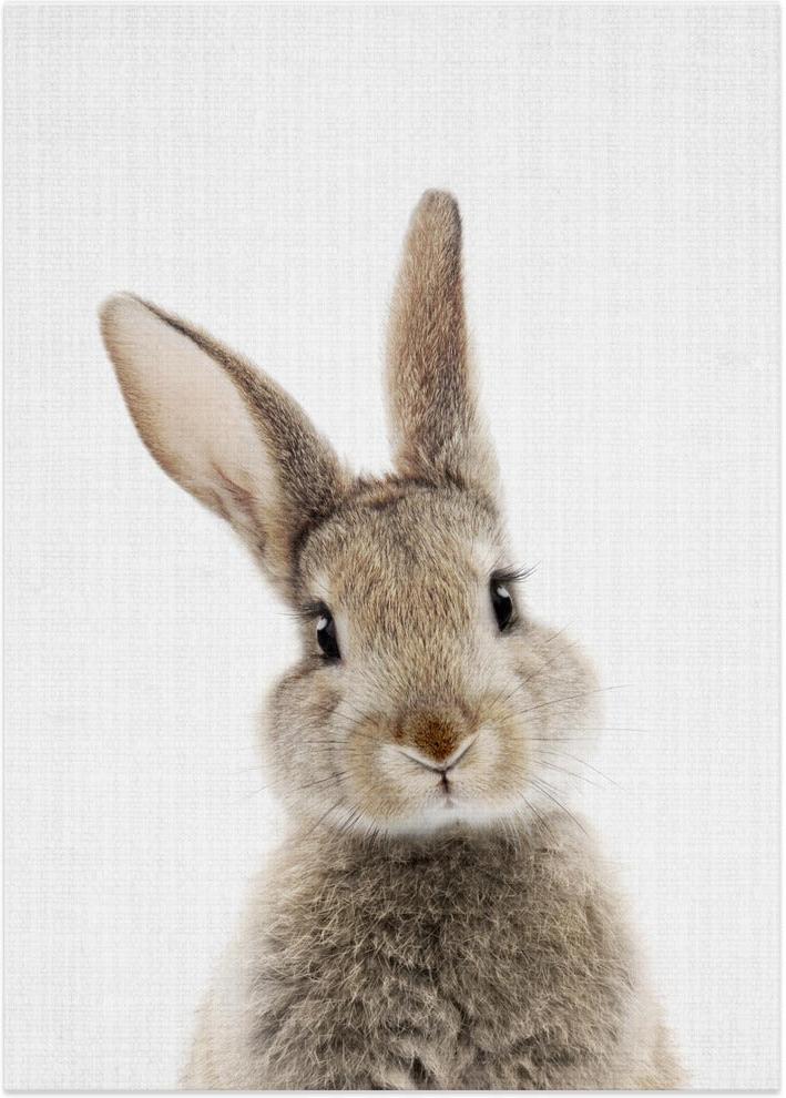 Peekaboo Bunny |Wall Art Print Framed Canvas Poster