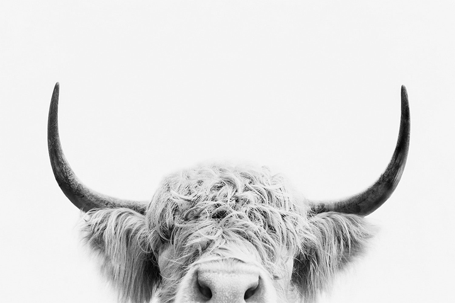 Pienaar, Peeking Cow|Canvas Wall Art Print,Poster Print