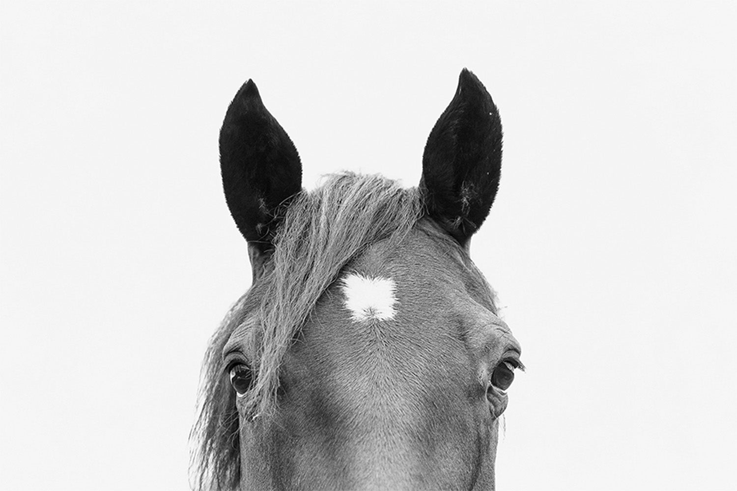 Pienaar, Peeking Horse|Canvas Wall Art Print,Poster Print
