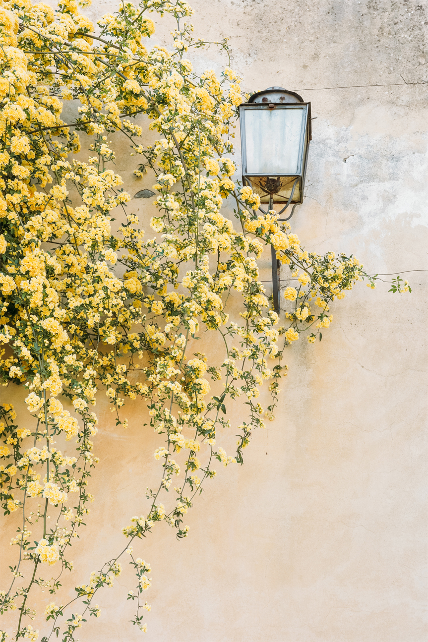 Primavera, Florence, Italy , By Leggera Studio,Wall Art Canvas Print,