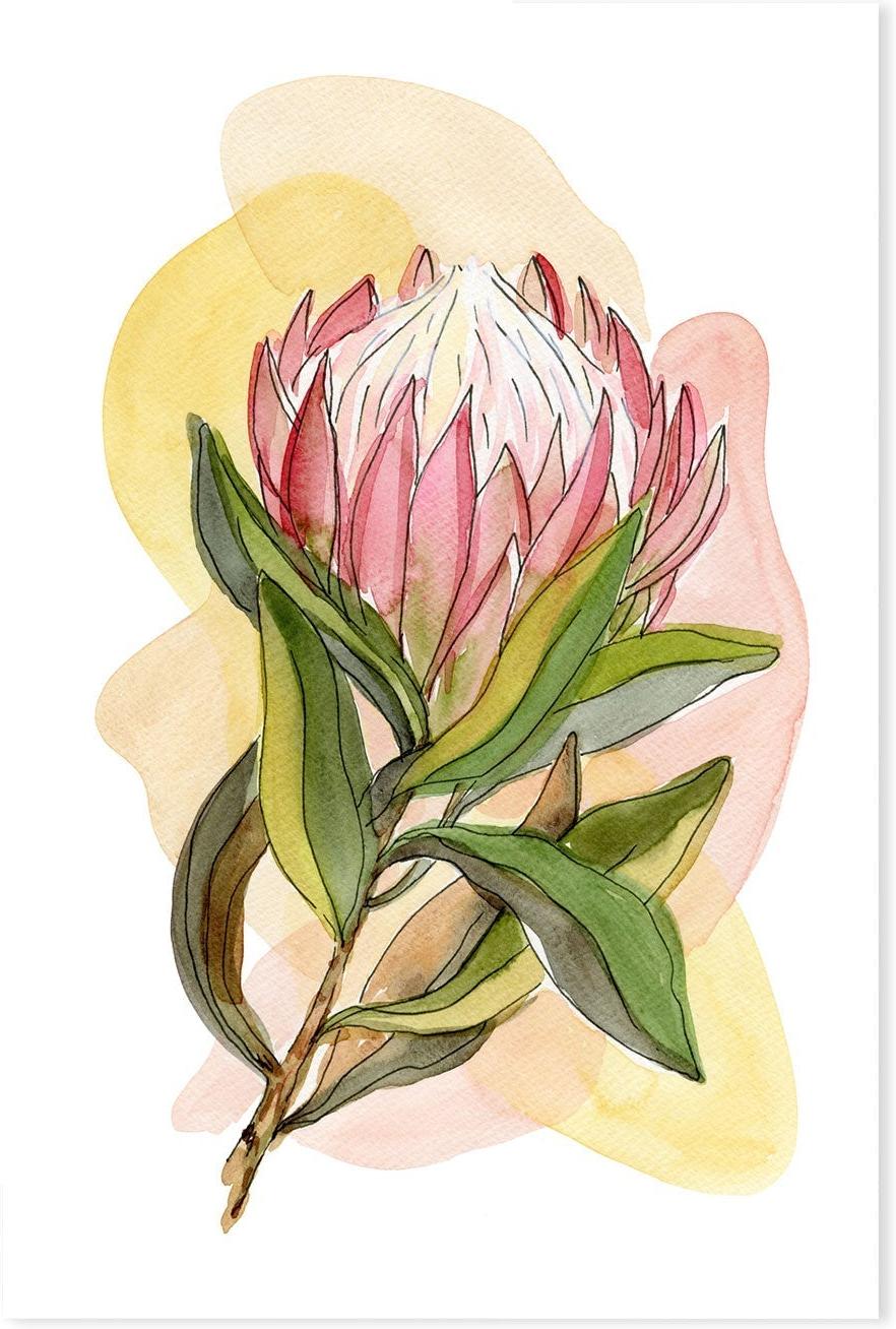 Protea Line Drawing , By Jessie Mitchelson |Wall Art Print Framed