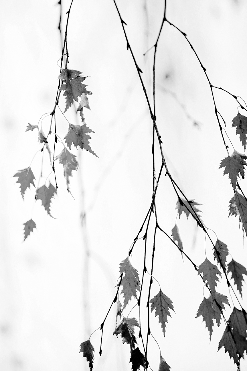 Subtle,Wall Art Canvas Print, Poster,Range of Sizes