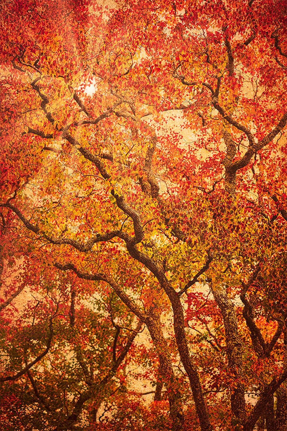Sunbeams Through Japanese Maple Trees in Autumn , Komorebi , By Andrew