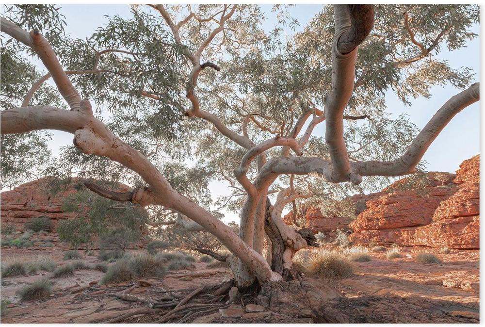 Twisting Gum Tree,Wall Art Canvas Print, Poster,Range of Sizes
