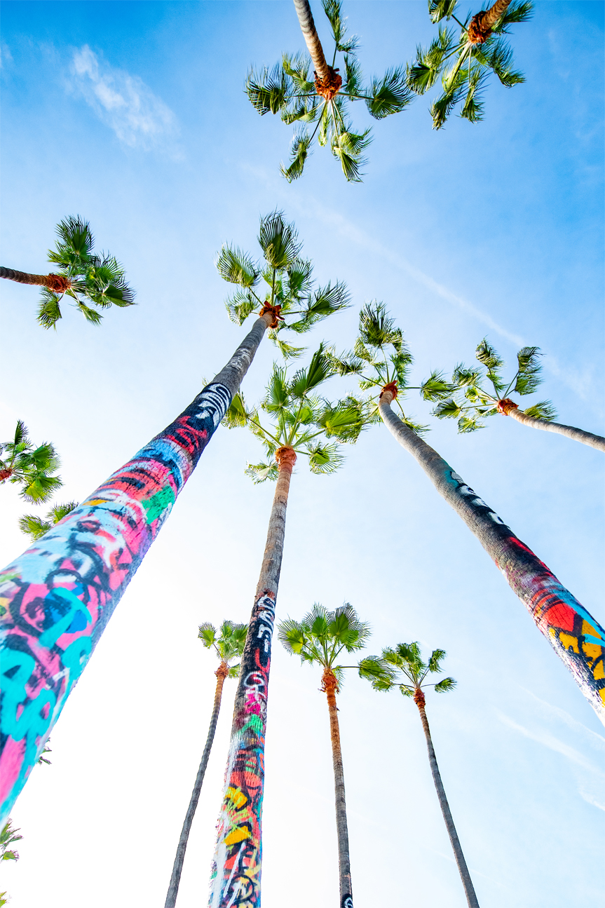 Venice Palms , By Richard Podgurski |Wall Art Print Framed Canvas ...